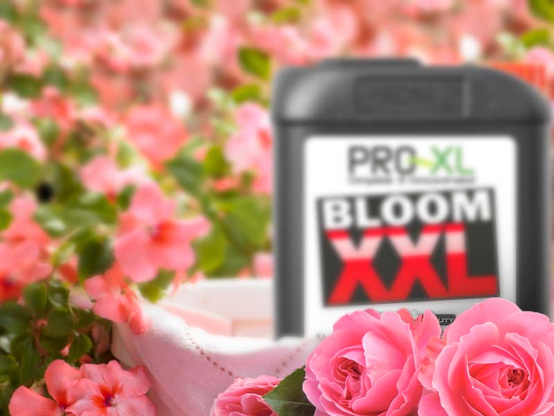 bloomxxl – Pro-xl Complete & Concentrated